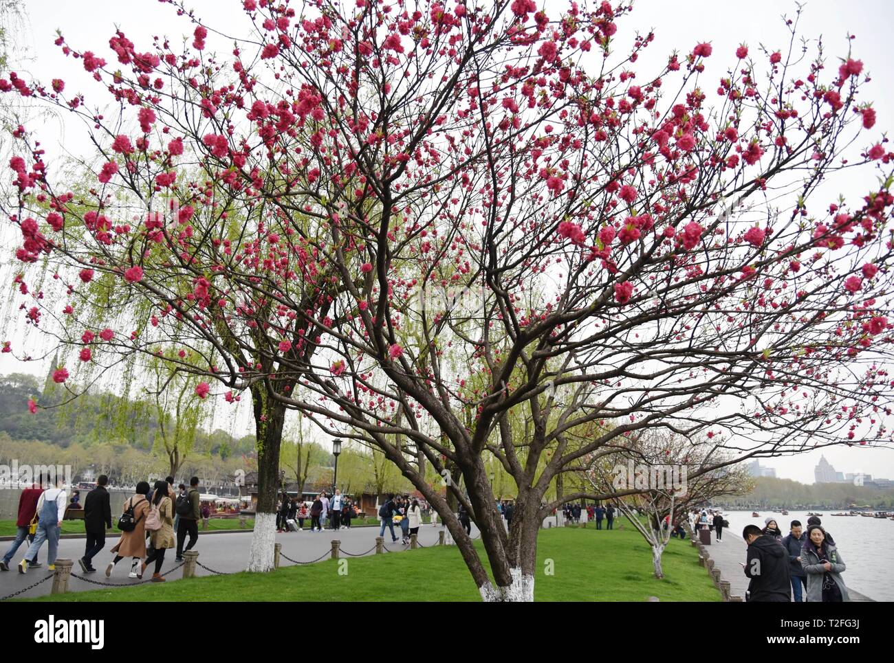 Hangzhou, Hangzhou, China. 31st Mar, 2019. Hangzhou, CHINA-Spring ...
