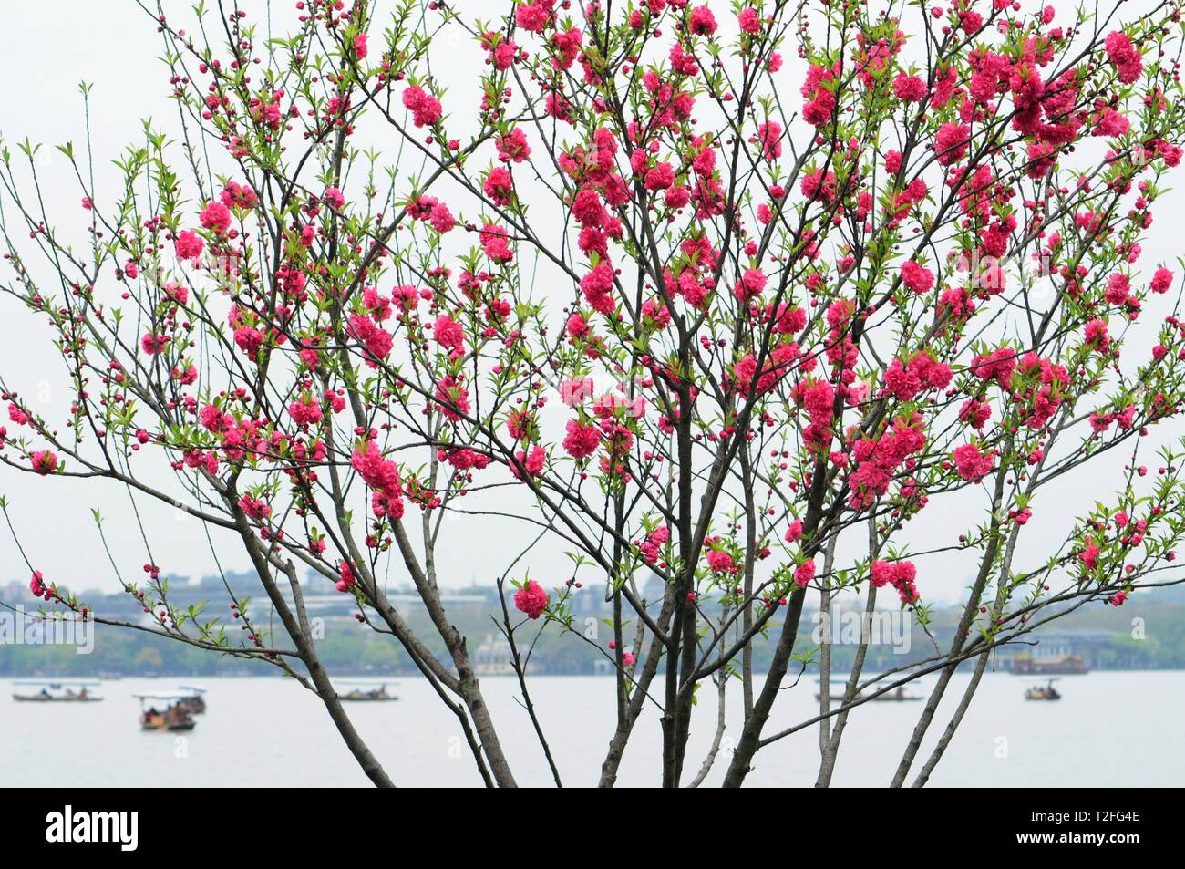 Hangzhou, Hangzhou, China. 31st Mar, 2019. Hangzhou, CHINA-Spring ...
