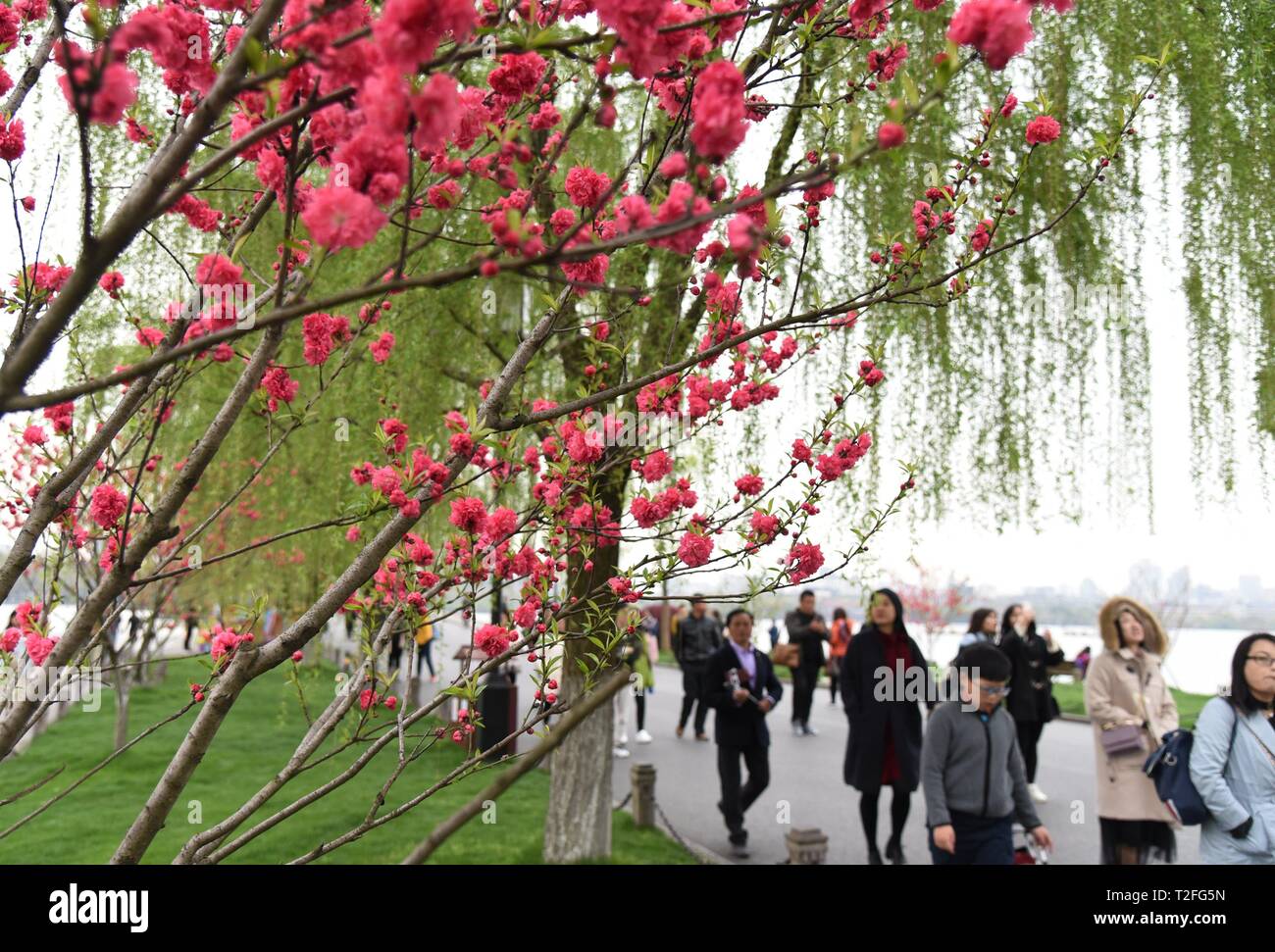 Hangzhou, Hangzhou, China. 31st Mar, 2019. Hangzhou, CHINA-Spring ...