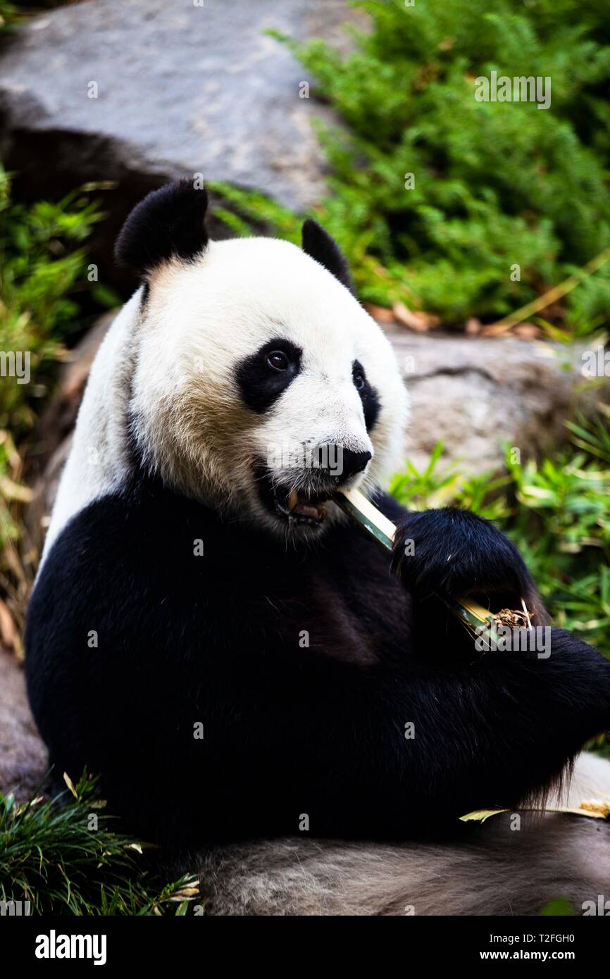 Adelaide. 24th Mar, 2019. Photo taken on March 24, 2019 shows male ...