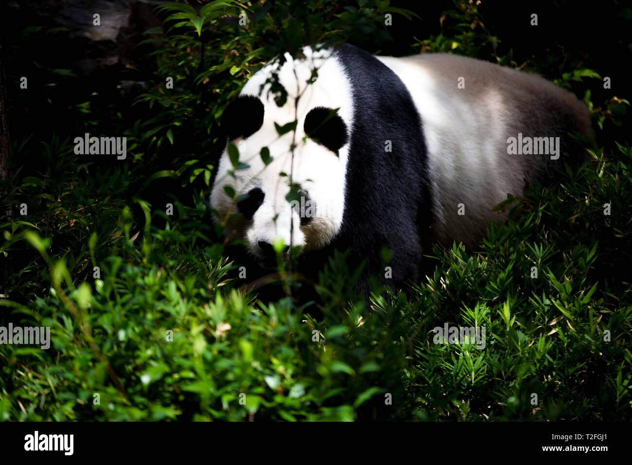 Adelaide zoo panda hi-res stock photography and images - Alamy