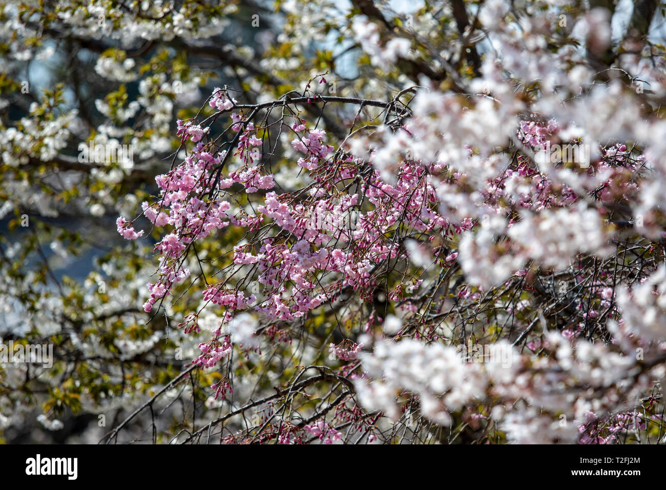 Various types of cherry blossom in full bloom on the scared island of ...