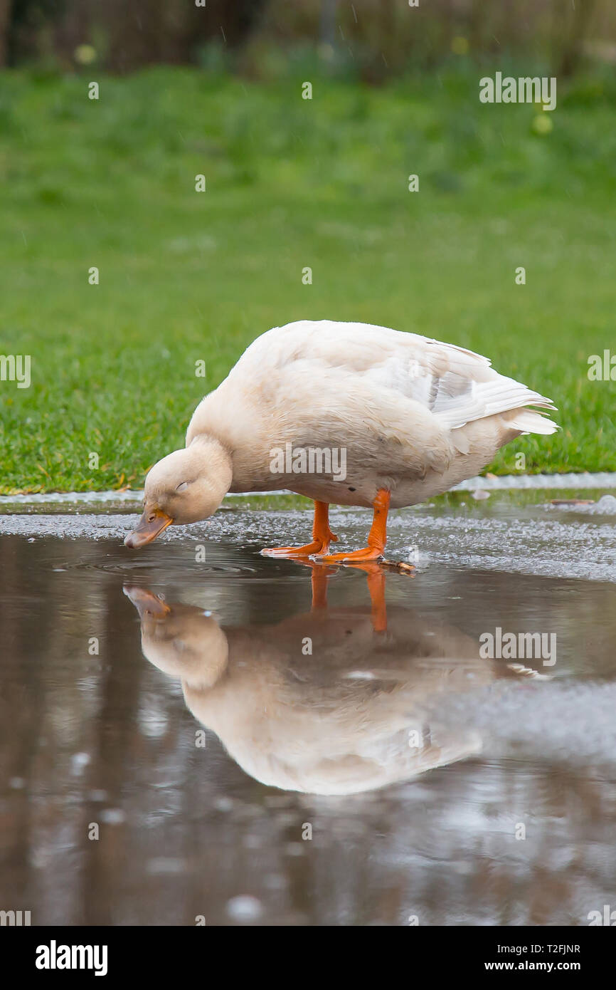 Big Duck High Resolution Stock Photography and Images - Alamy