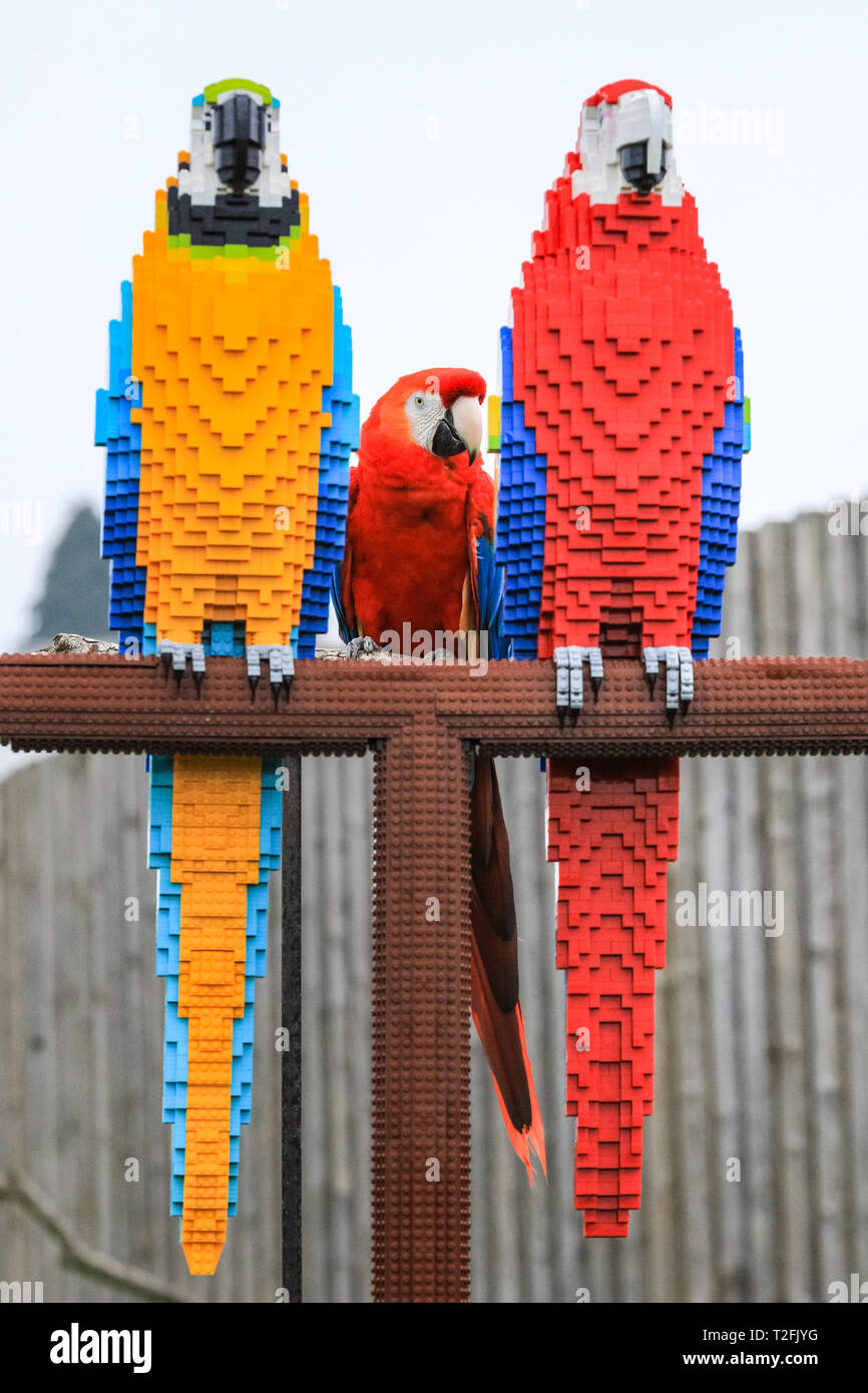 Whipsnade Zoo, Bedfordshire, UK. 2nd Apr, 2019. Inca the Scarlet macaw ...