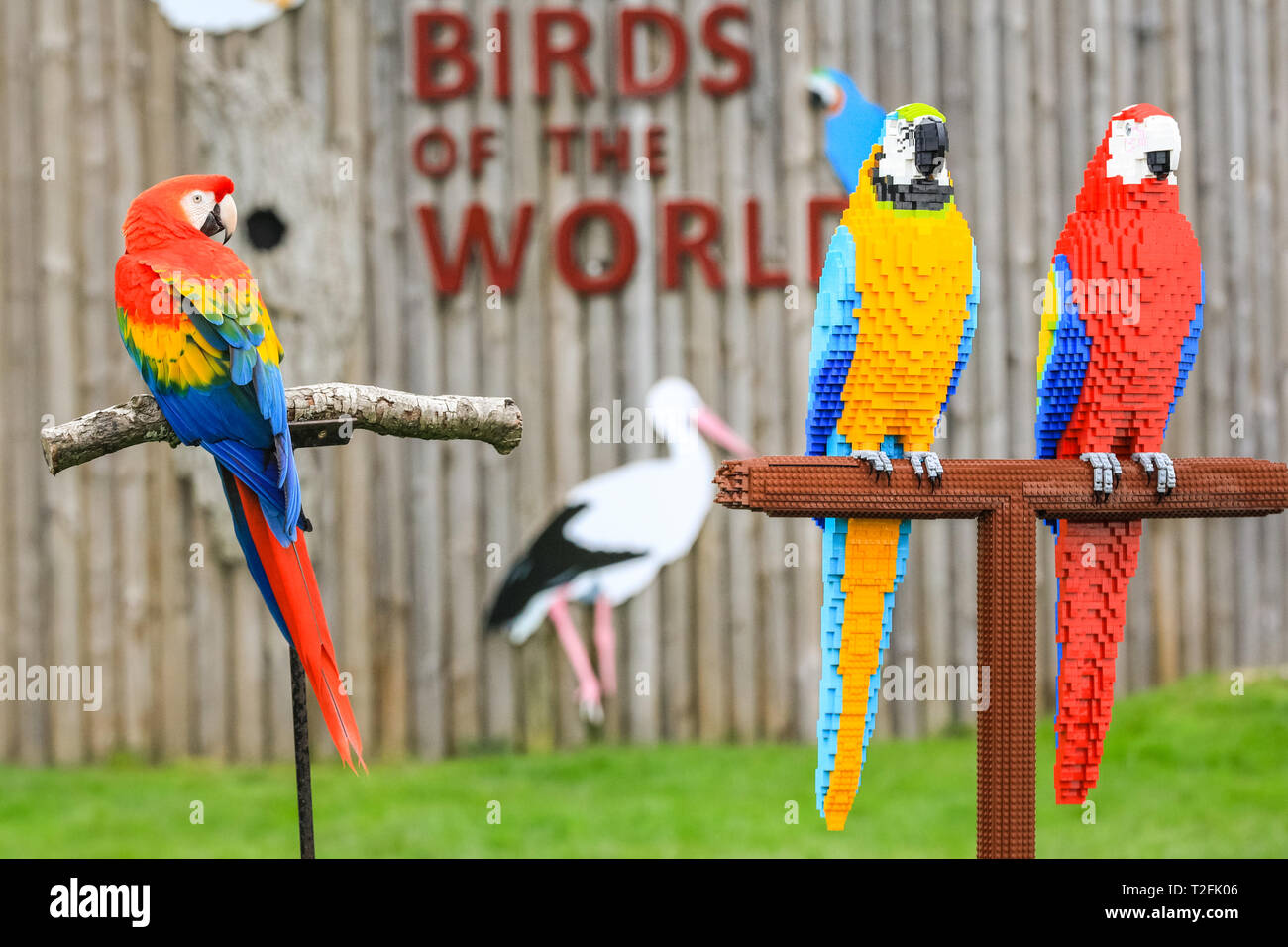Inca the macaw inspects the lego birds. Real macaws Inca and Bolivia at ...