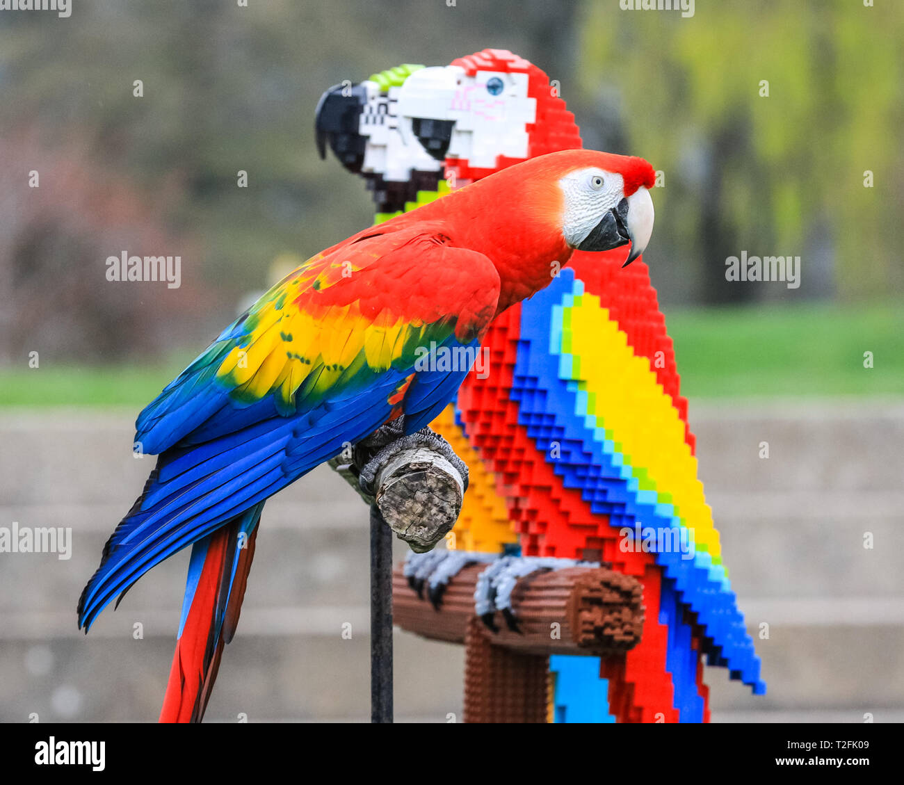 Whipsnade Zoo, Bedfordshire, UK. 2nd Apr, 2019. Inca the Scarlet macaw ...