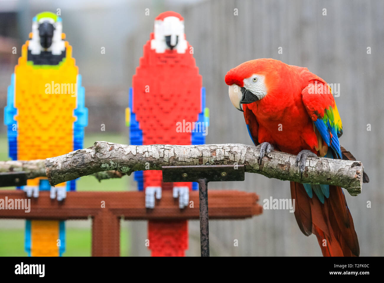 Whipsnade Zoo, Bedfordshire, UK. 2nd Apr, 2019. Inca the Scarlet macaw ...