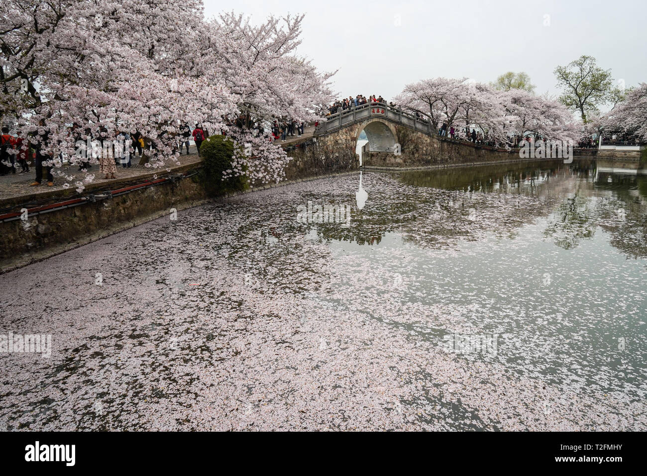 Wuxi and cherry blossom hi-res stock photography and images - Alamy