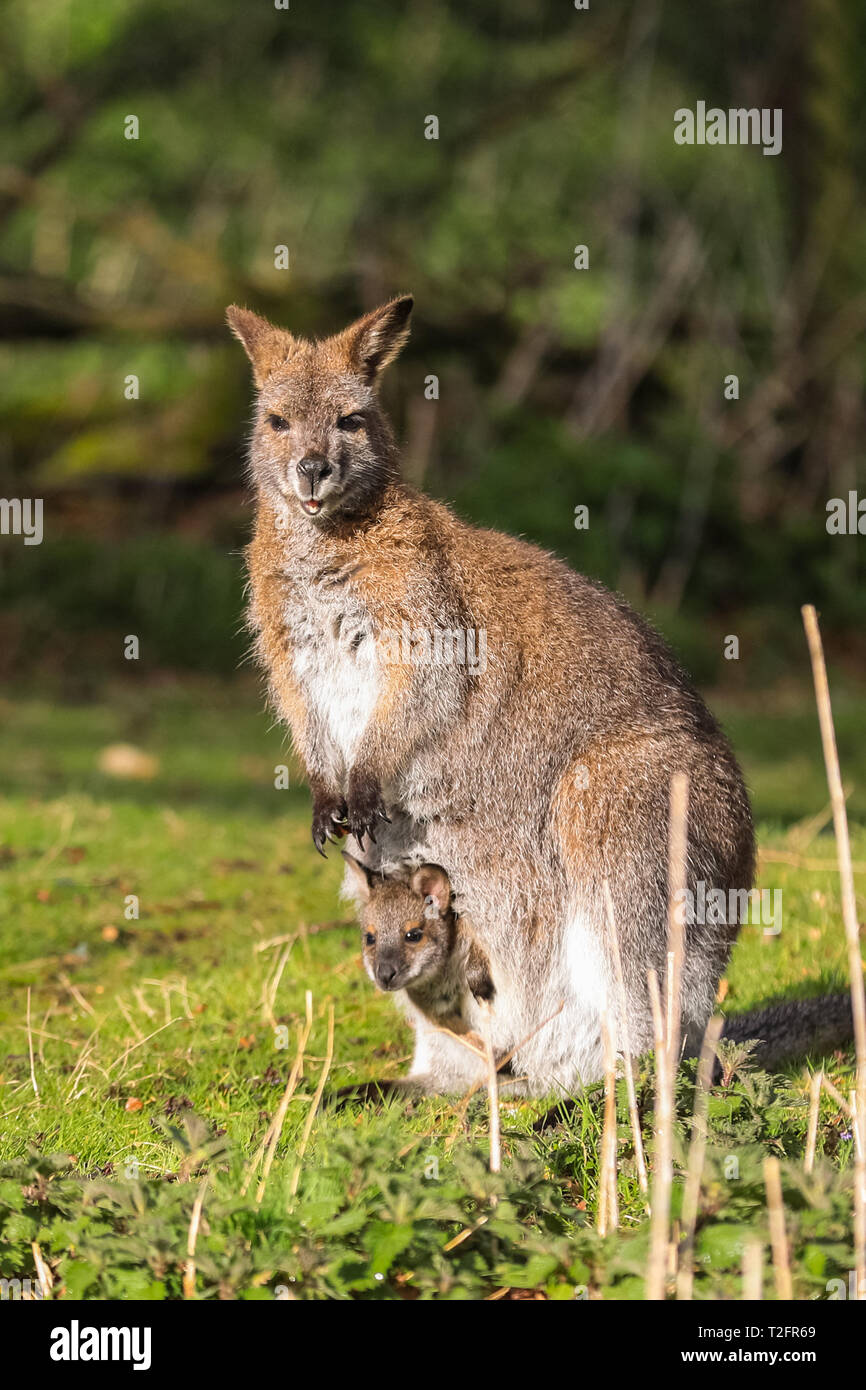ZSL Whipsnade, UK, 2nd April 2019. Baby wallabies, called joeys, are cozily snuggled up in their ...