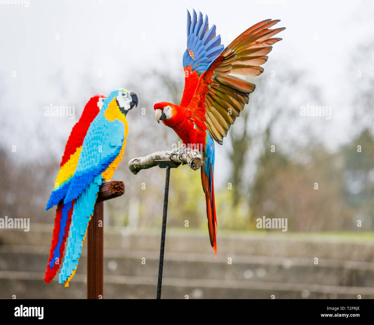 Female military macaw hi-res stock photography and images - Alamy