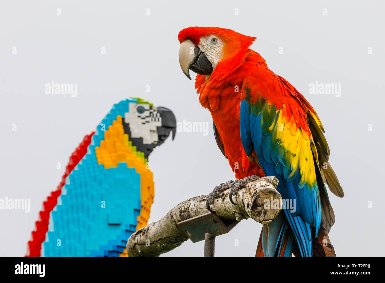 ZSL Whipsnade, UK. 2nd Apr 2019. A life-size sculpture of two colourful ...