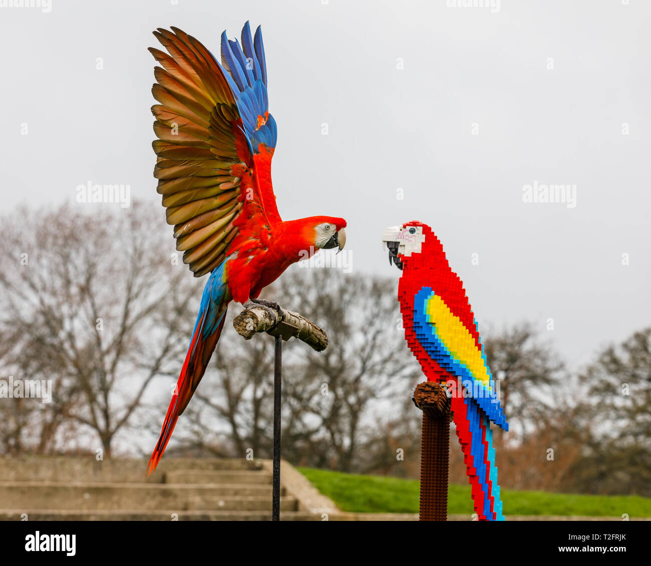 Military macaw of bolivia hi-res stock photography and images - Alamy
