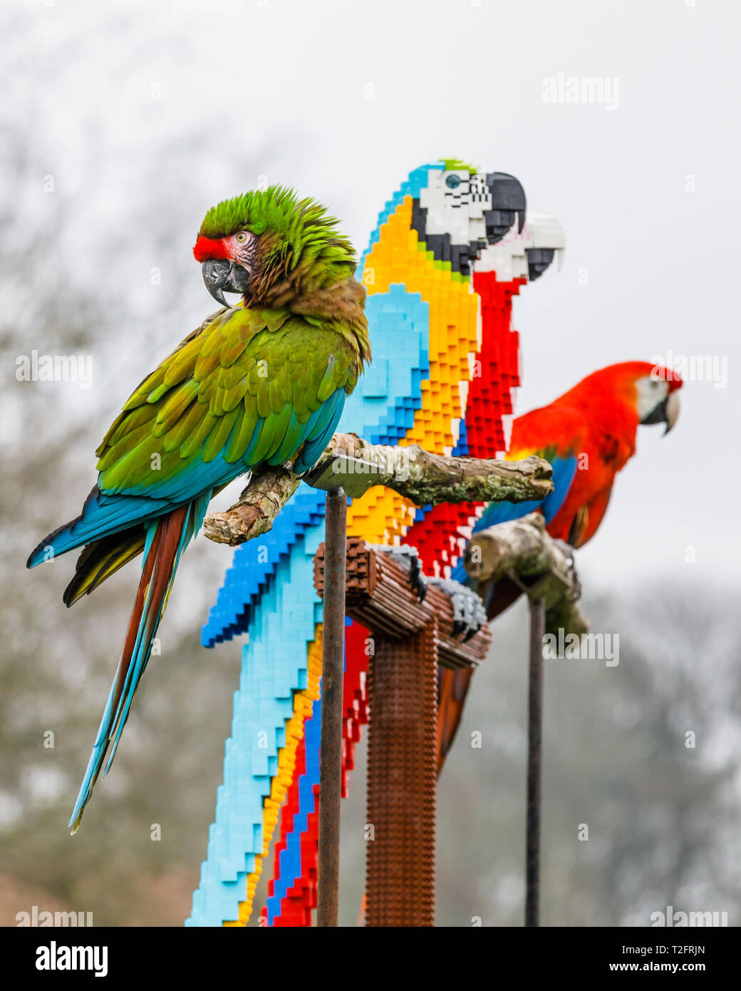 Alive Silver Macaws