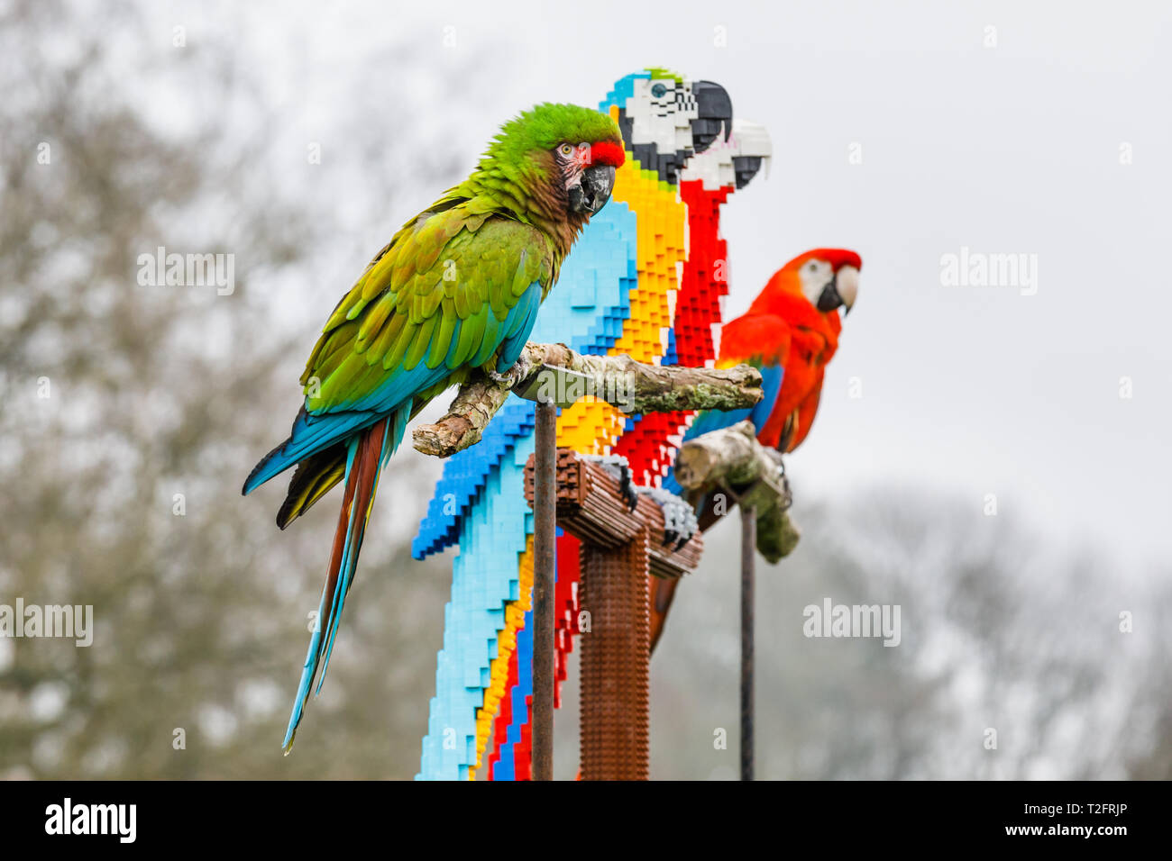 ZSL Whipsnade, UK. 2nd Apr 2019. A life-size sculpture of two colourful ...