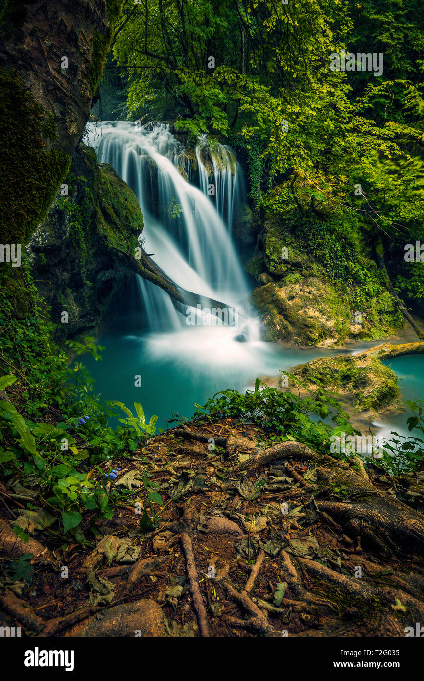 Tree roots over rock hi-res stock photography and images - Alamy