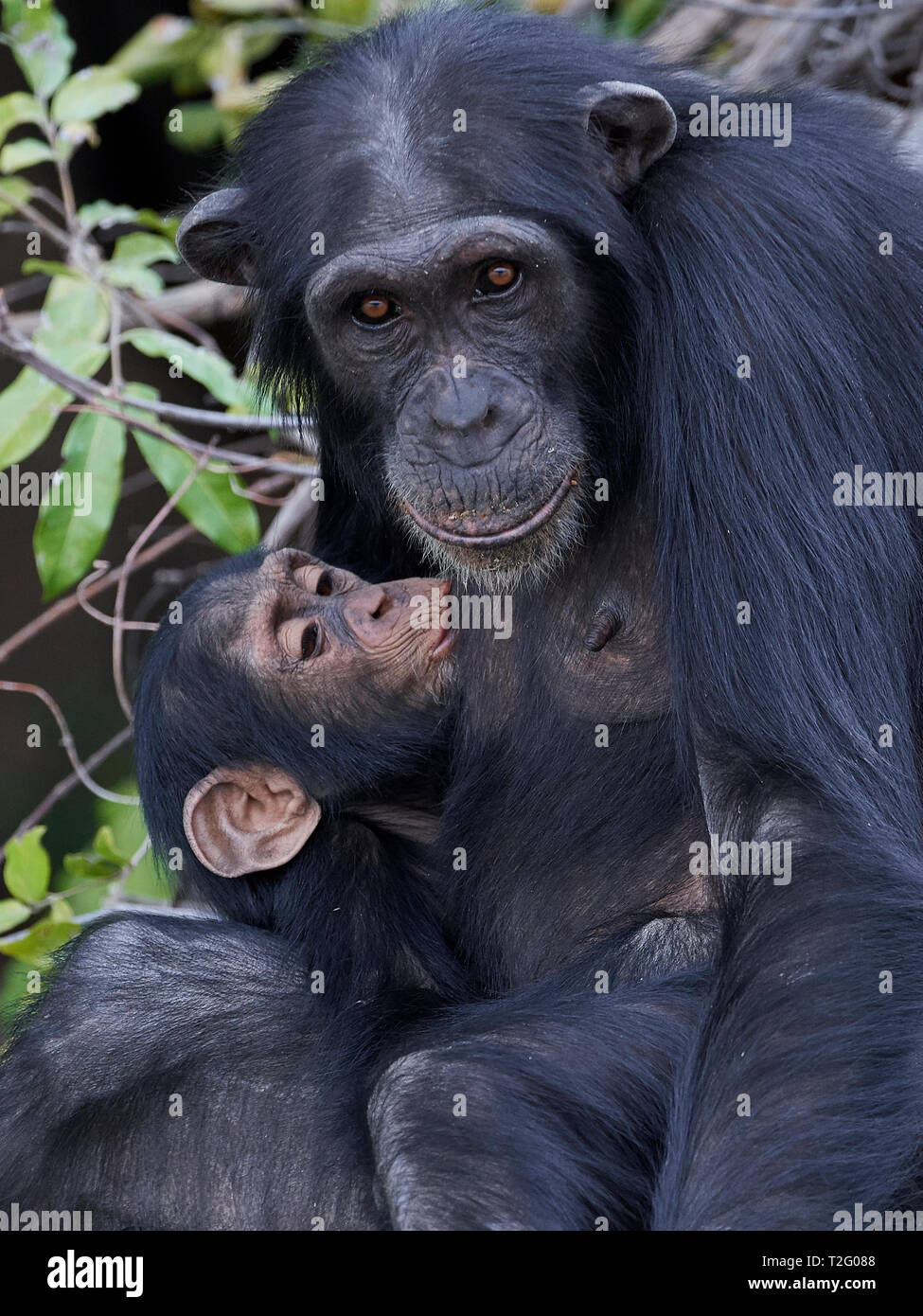 Chimpanzee in its natural habitat on Baboon Islands in The Gambia Stock ...