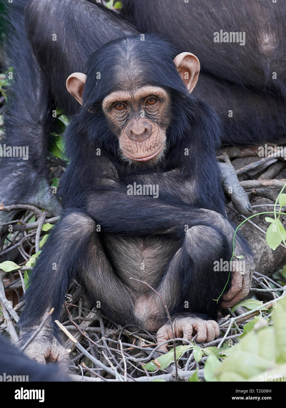 Chimpanzee in its natural habitat on Baboon Islands in The Gambia Stock ...