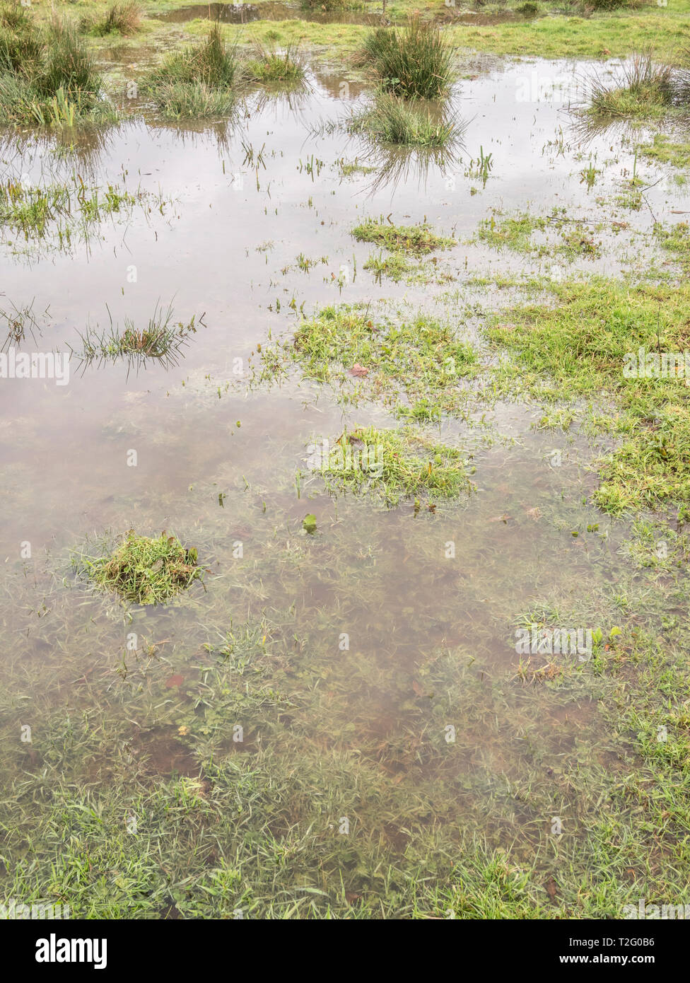 Water inundated field with tufts of Juncus Rush / Juncus effusus in ...