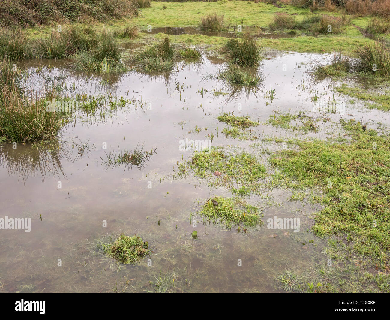 Water inundated field with tufts of Juncus Rush / Juncus effusus in ...