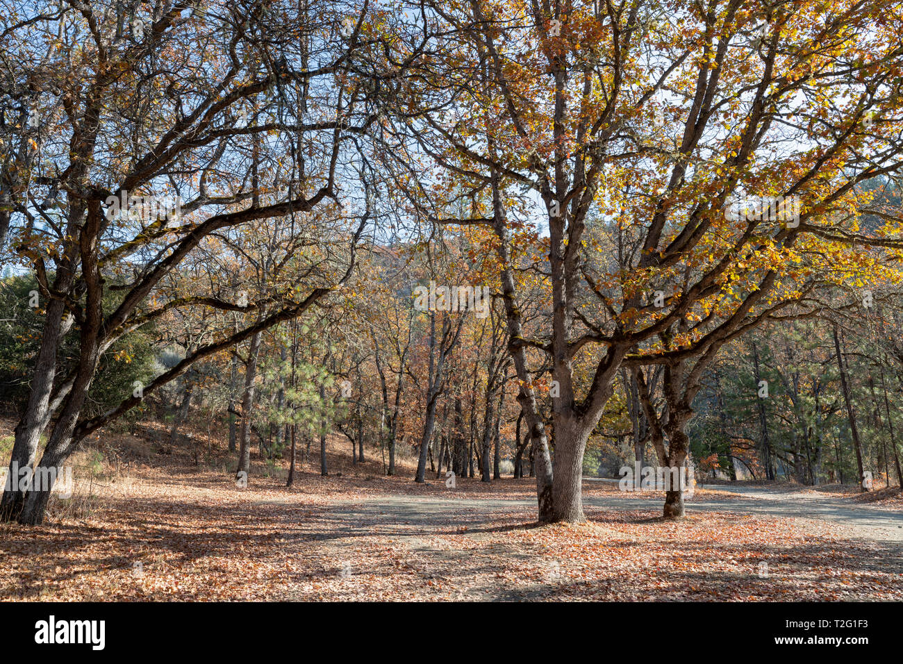 A grove of trees in late autumn Stock Photo - Alamy