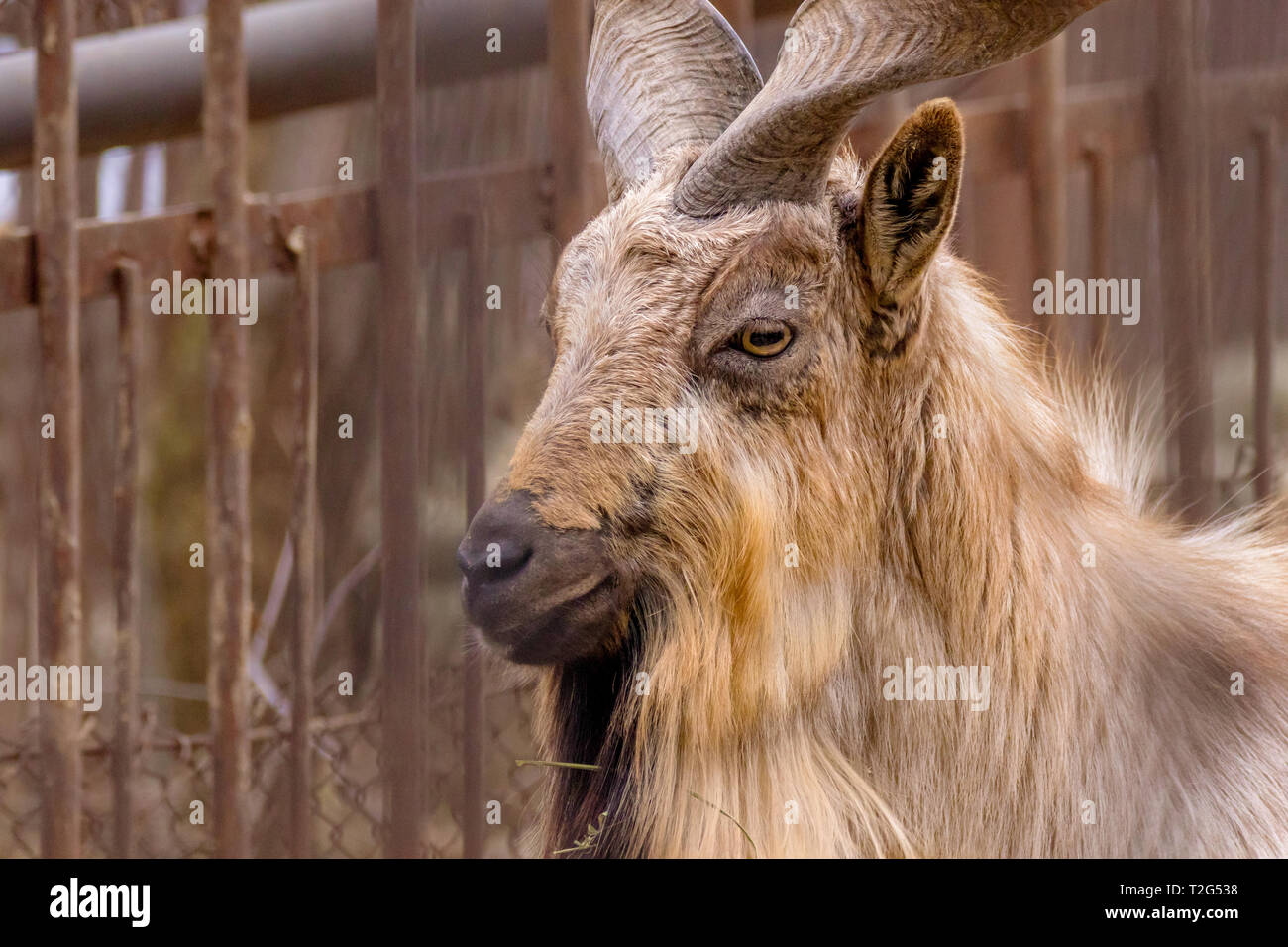 Wild goat horns hi-res stock photography and images - Alamy
