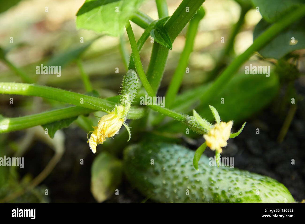 Small cucumber on a bed. Blossoming of a cucumber Stock Photo - Alamy