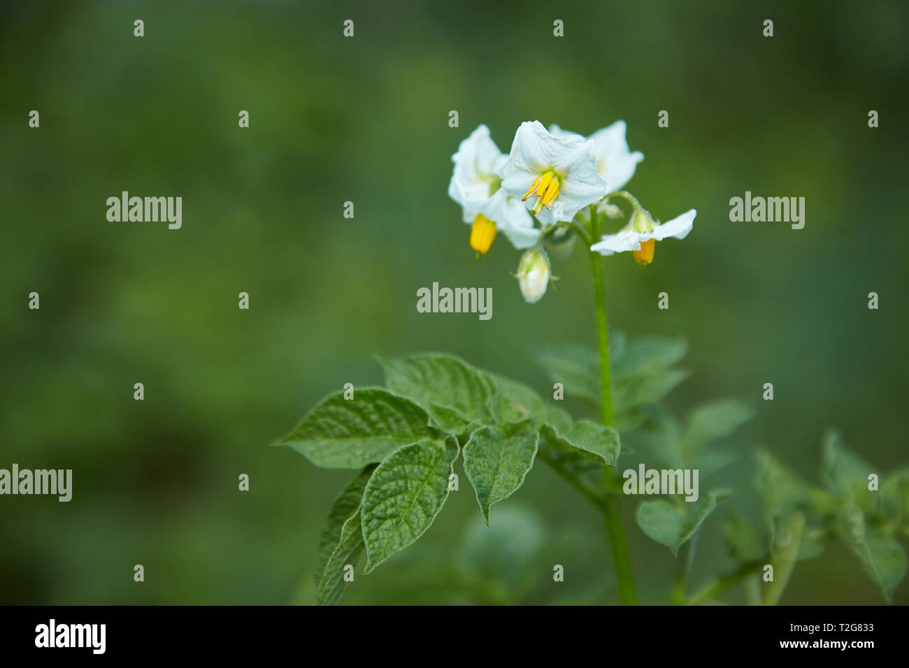 white potato flowers Stock Photo - Alamy