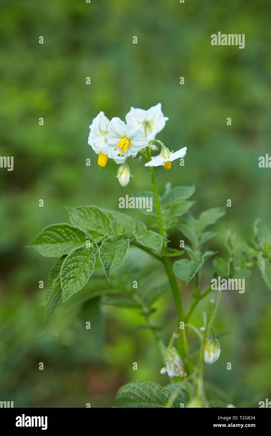 white potato flowers Stock Photo - Alamy