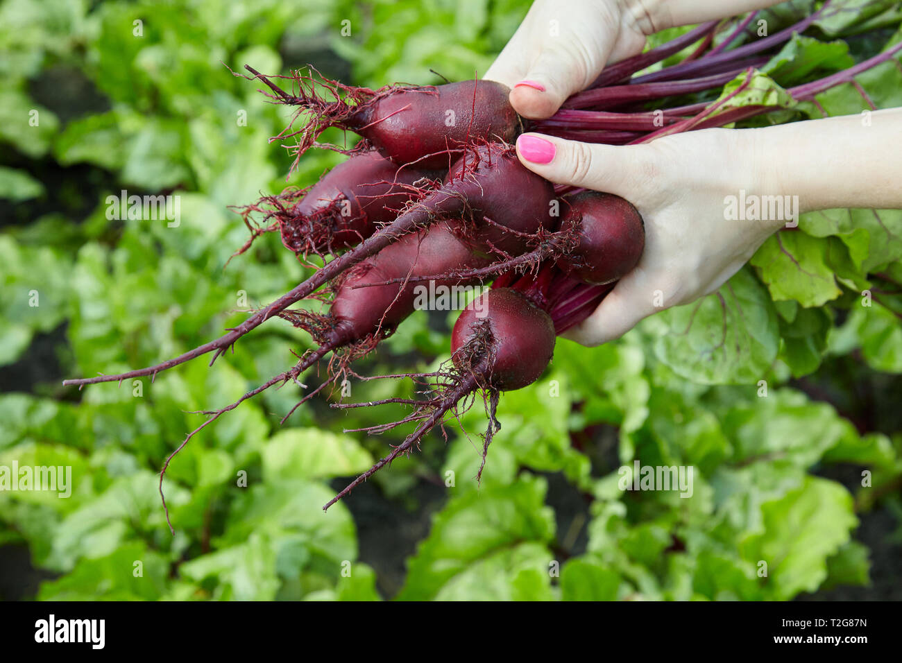 Red beet branch hi-res stock photography and images - Alamy