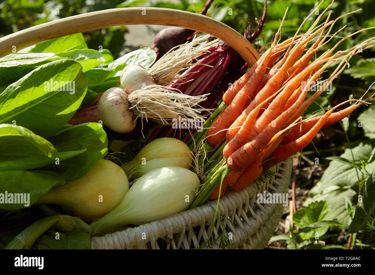 Picked carrot table hi-res stock photography and images - Alamy
