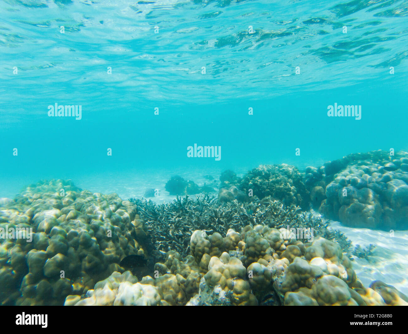 underwater marine life on coral reefs Stock Photo - Alamy
