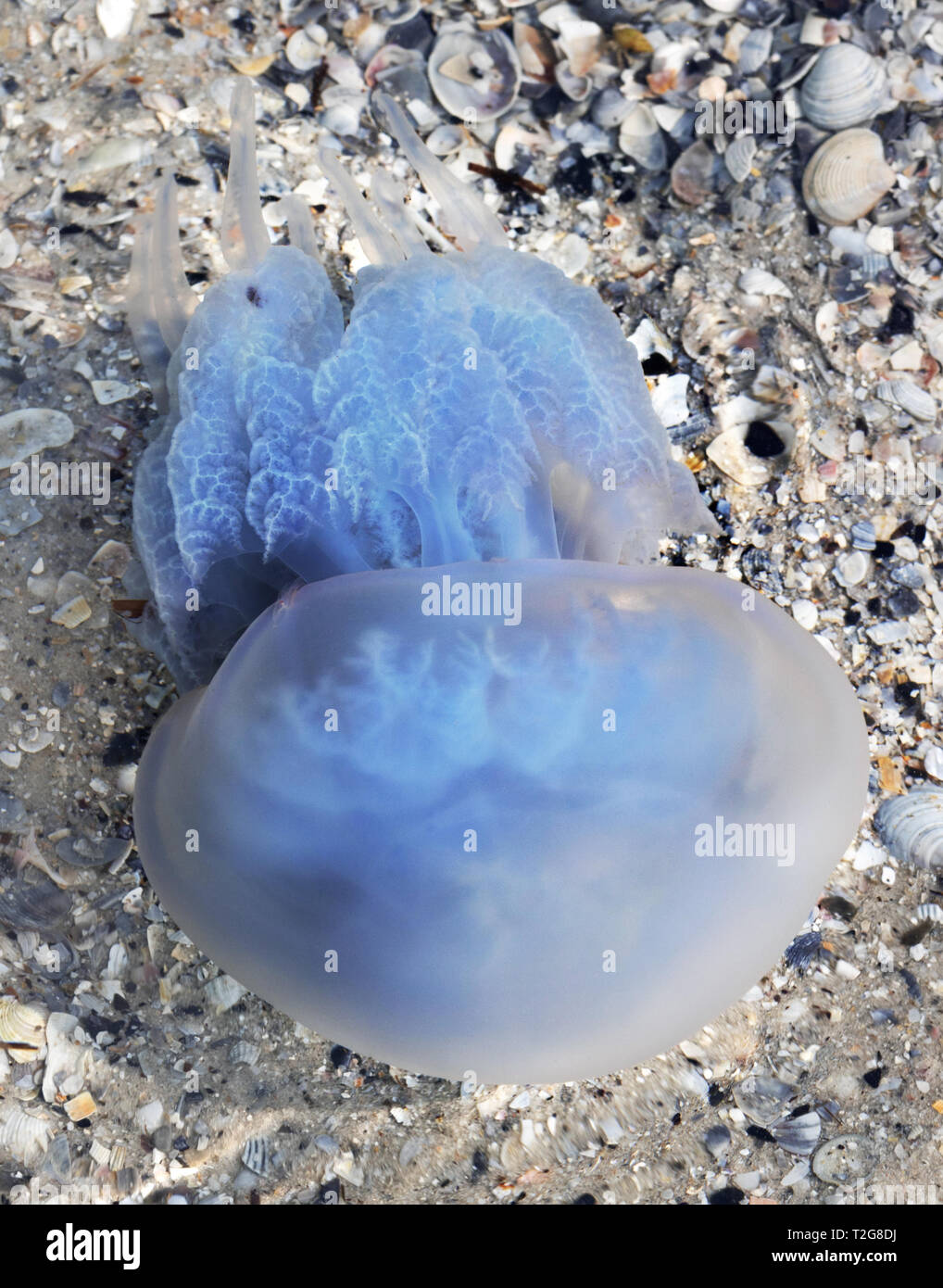 Jellyfish (Rhizostomae) in sea at sun summer day. Close-up view Stock ...