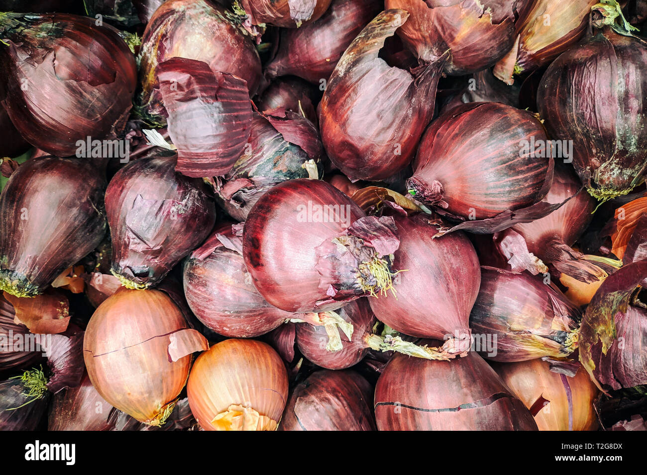 Purple onion background. Fresh onion variety grown in the shop. Purple ...