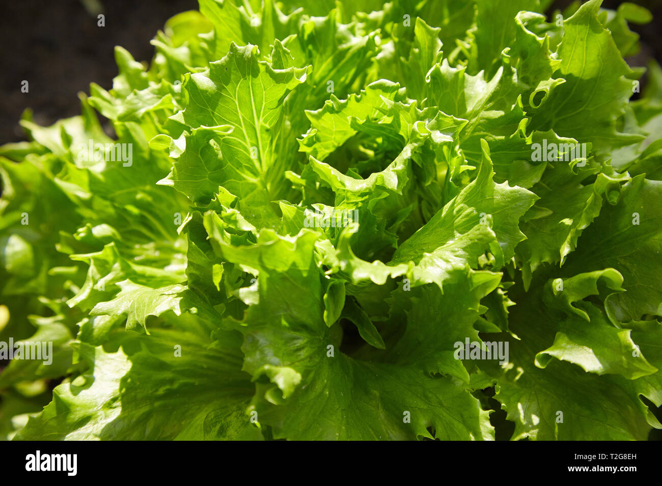 Green bush of Lettuce groving in a flowerbed Stock Photo - Alamy