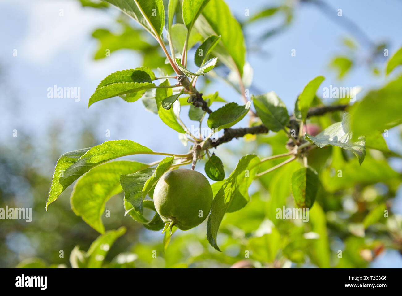 Unripe harvest hi-res stock photography and images - Alamy