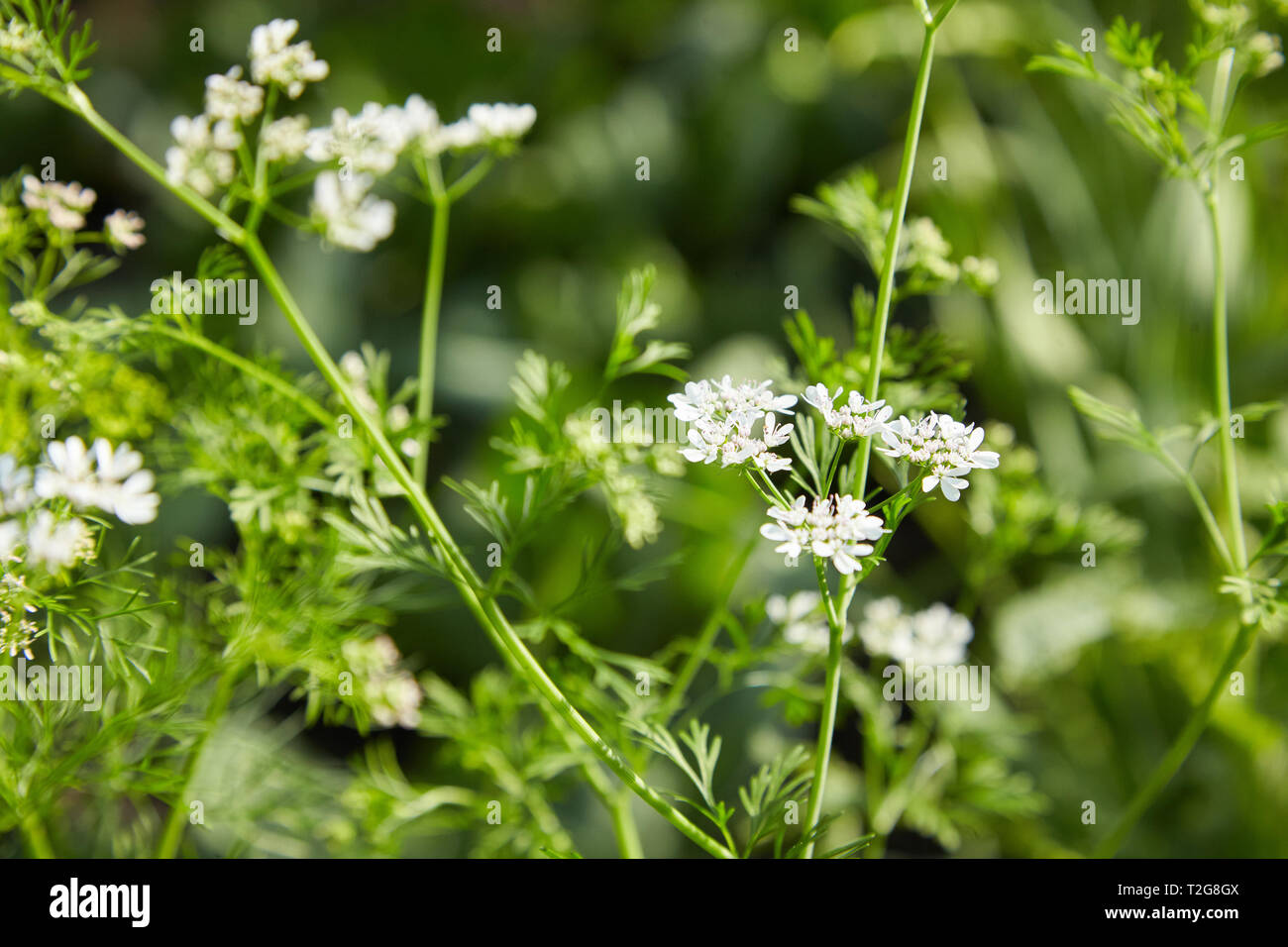 Coriander flower field hi-res stock photography and images - Alamy