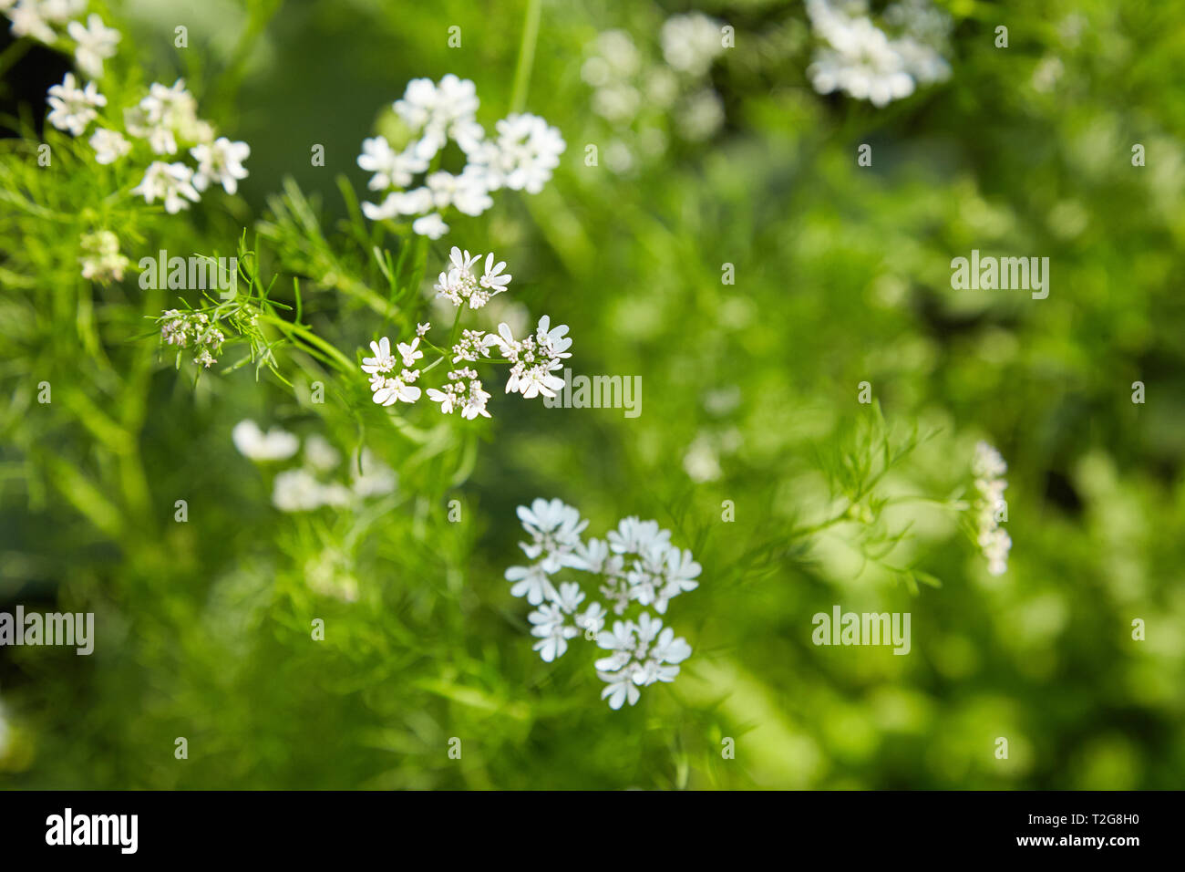 Coriander blossom hi-res stock photography and images - Alamy