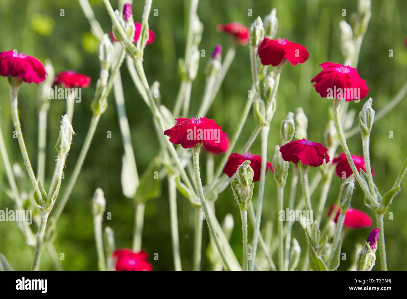 Red carnation flower hi-res stock photography and images - Alamy