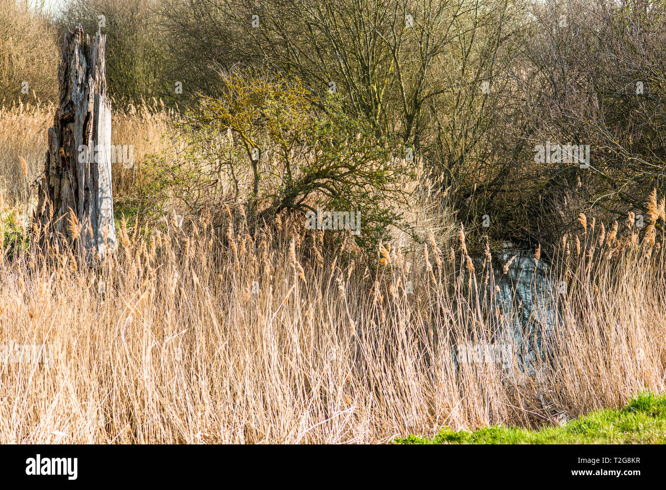 Wicken Fen nature reserve, Cambridgeshire; England; UK Stock Photo - Alamy