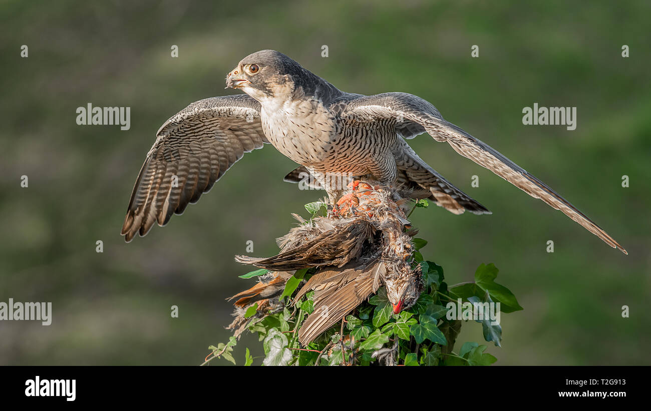 A peregrine falcon with wings spread out perched at the top of an ivy ...
