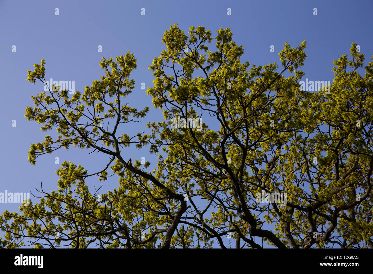 New leaves on a tree in Spring time Stock Photo - Alamy