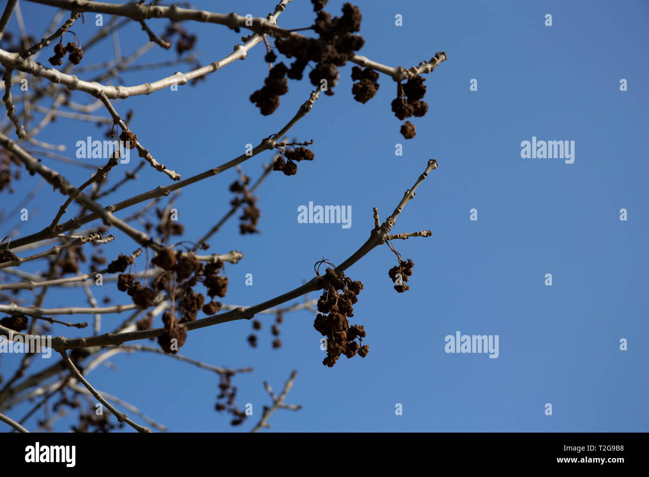 Seed pods on a tree hi-res stock photography and images - Alamy