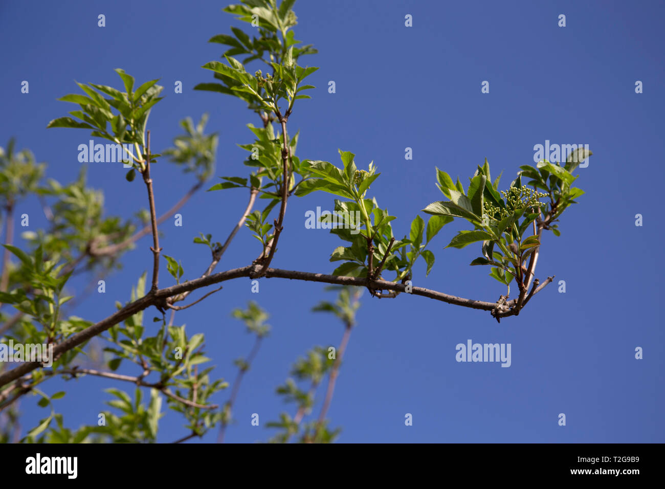 New growth tree leaves in Springtime Stock Photo - Alamy