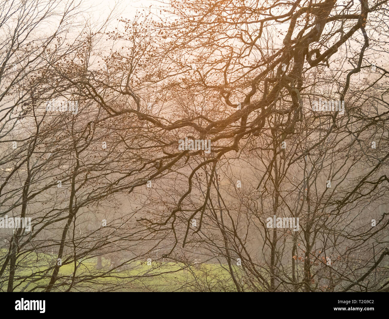 Sunset at Longleat Stock Photo - Alamy