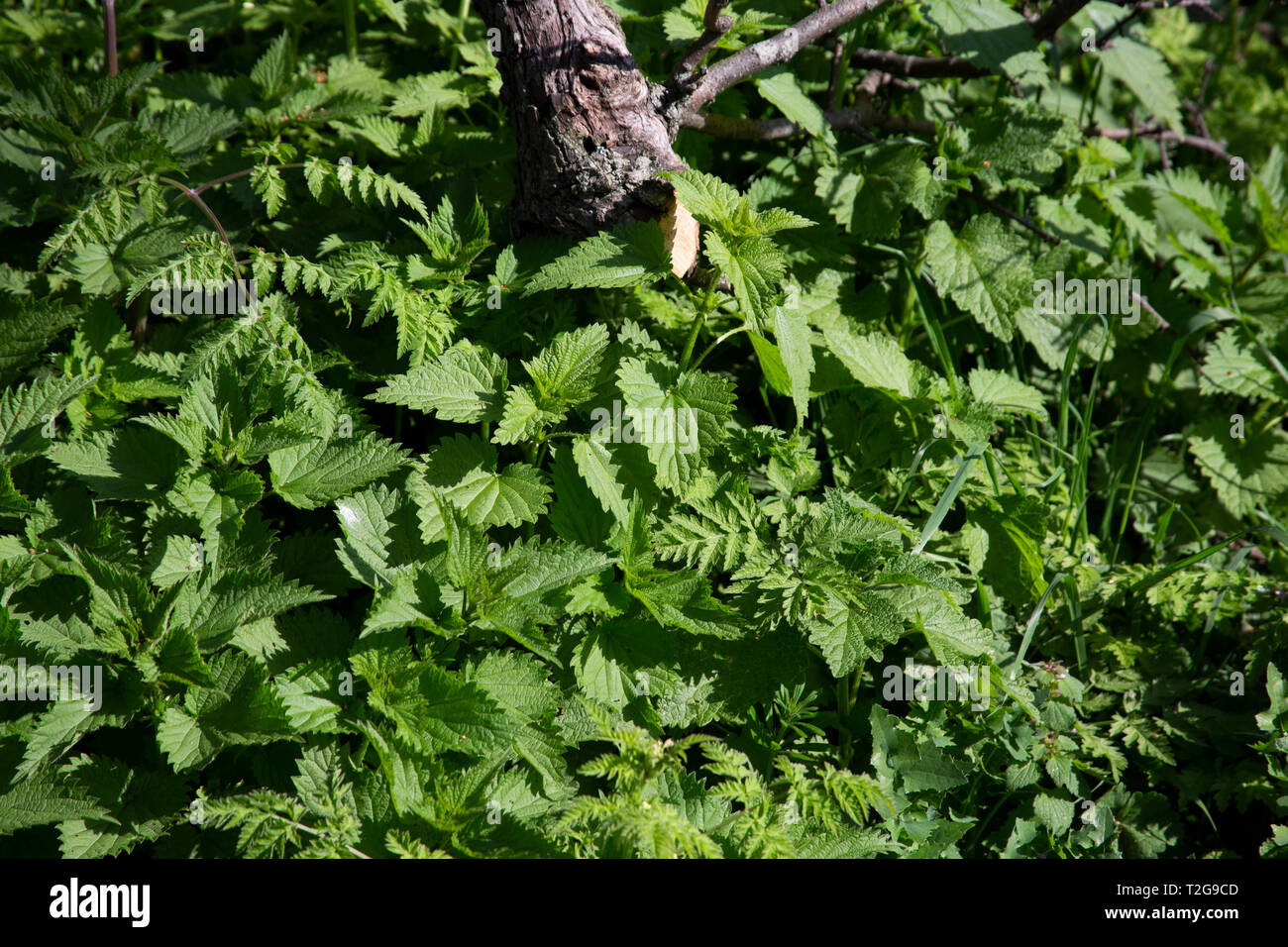stinging nettles growing wild Stock Photo - Alamy