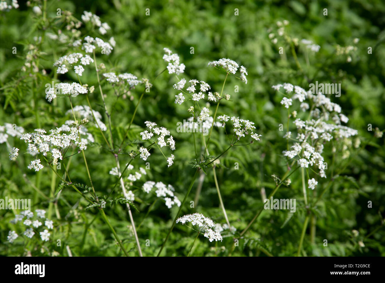 Cow parsley growing wild in Spring Stock Photo - Alamy