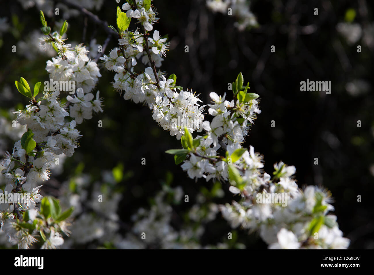 Rowan tree in blossom Stock Photo - Alamy