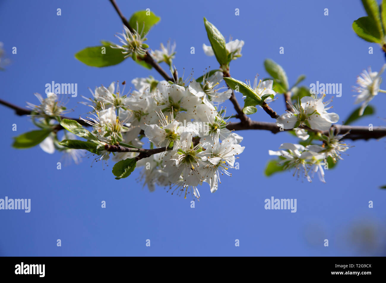 Rowan tree in blossom Stock Photo - Alamy