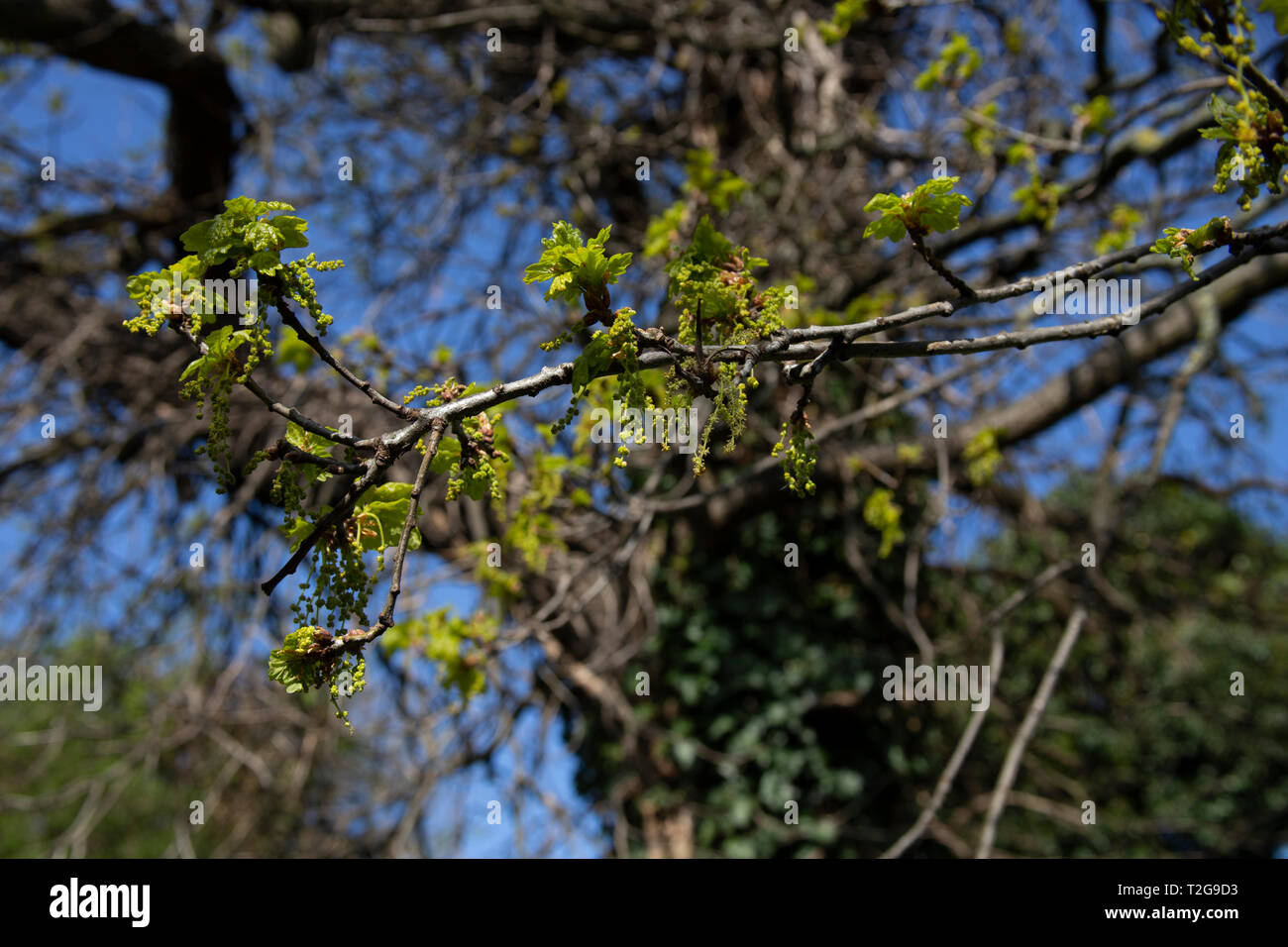 Oak tree flowering in spring Stock Photo - Alamy