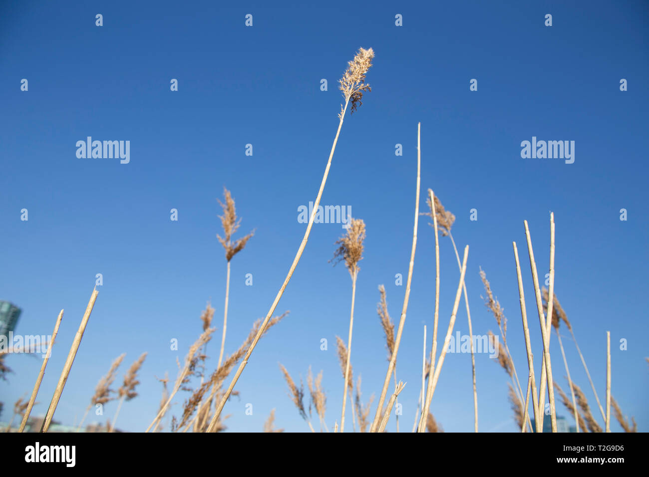 Reed bed at Woodberry Wetlands. London Stock Photo - Alamy